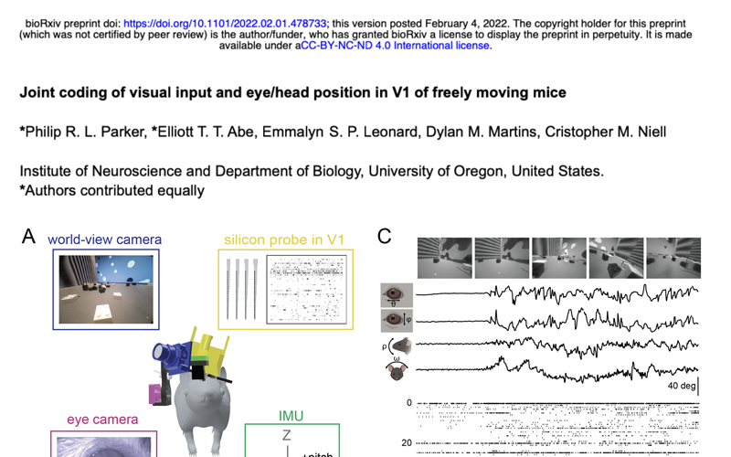 Case Study: Joint Coding of Visual Input and Eye/head Position in V1 of ...